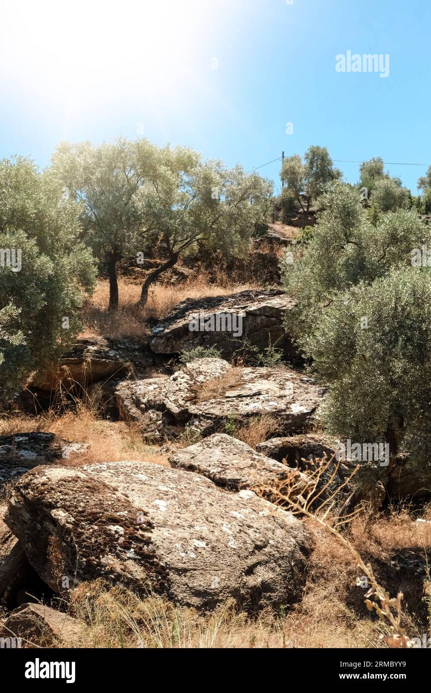 Olive Trees Garden, Mediterranean old olive field. Mugla olive grove ...