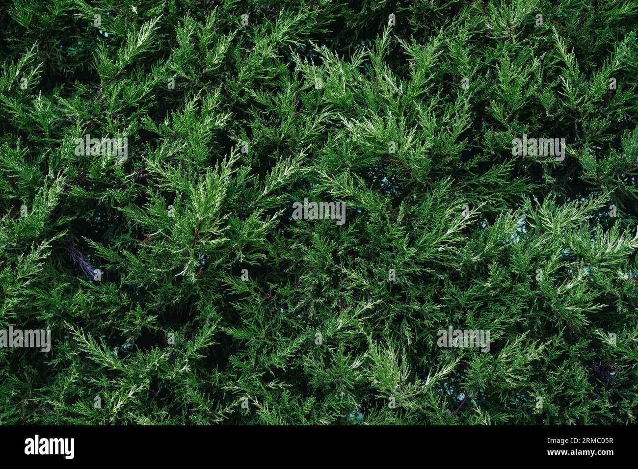 Green wall of plants, natural pattern. Abstract background for design ...