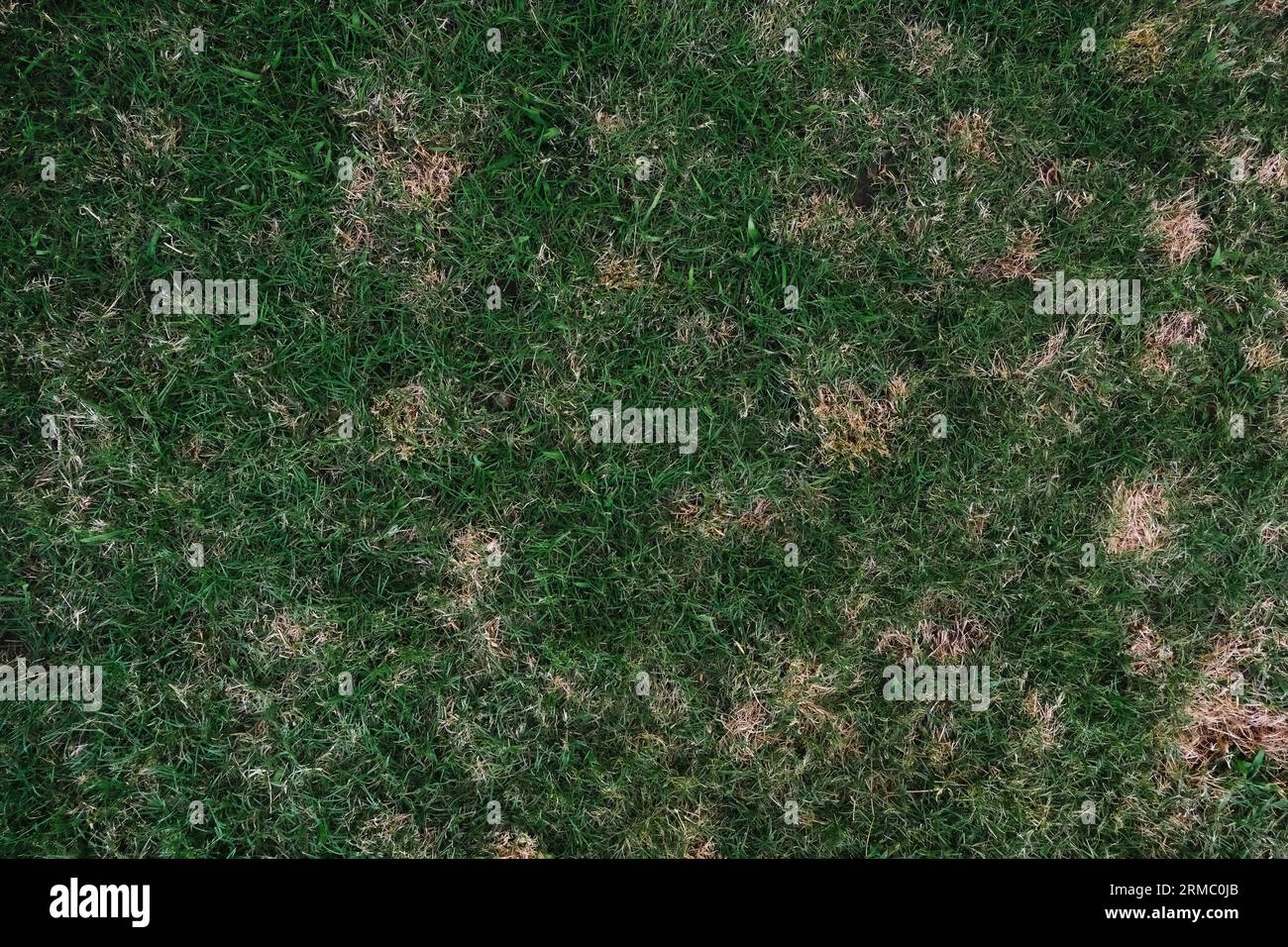 Dry grass leaf change from green to dead brown in a circle lawn texture ...