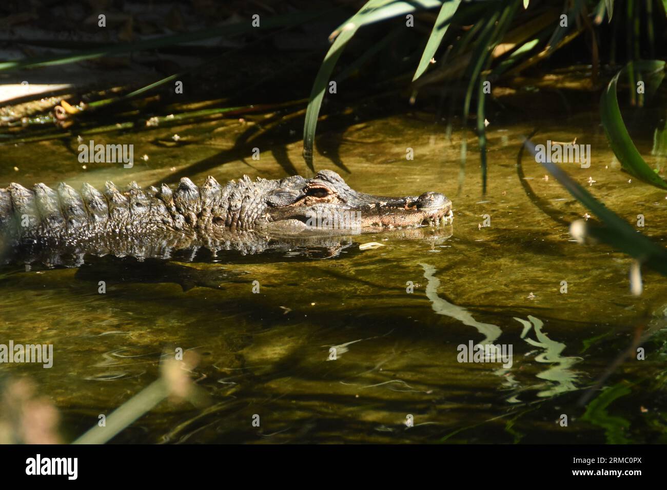 Los Angeles, California, USA 14th August 2023 American Alligator at LA ...