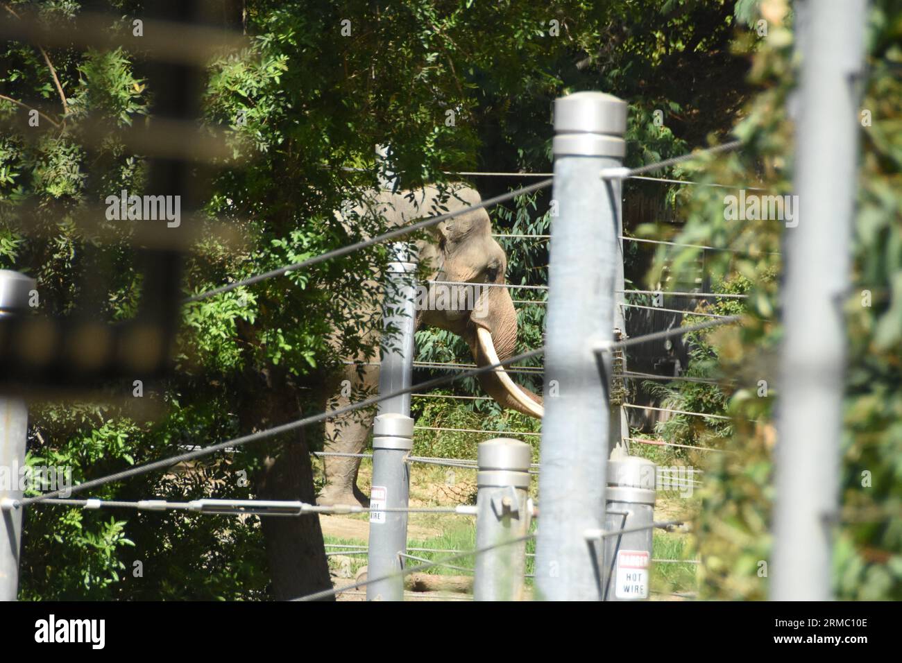 Los Angeles, California, USA 14th August 2023 Elephant Billy in ...