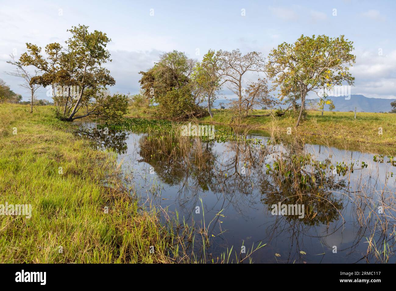 Small lake with water plants and beautifully surrounded by trees in the ...