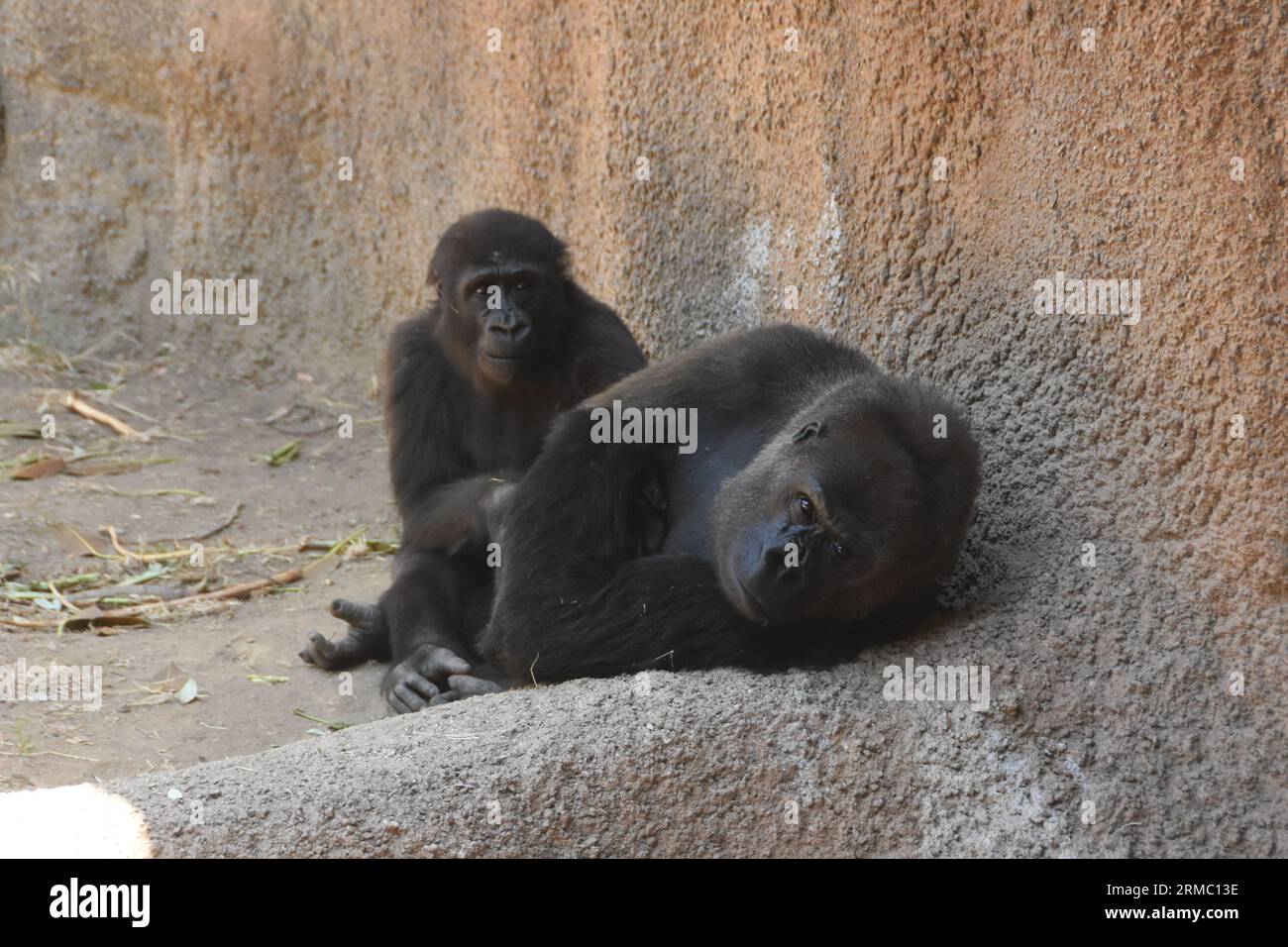 Los Angeles, California, USA 14th August 2023 Western Lowland Gorillas at LA Zoo on August 14 ...