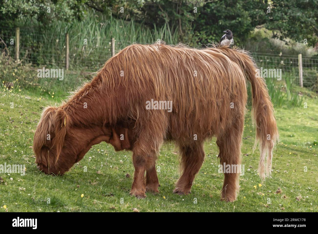 Black and white Magpie hitching a lift on the back of an Highland cow ...