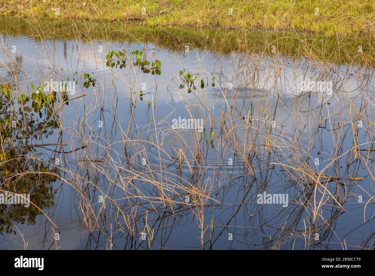 Small lake with water plants and beautifully surrounded by trees in the ...
