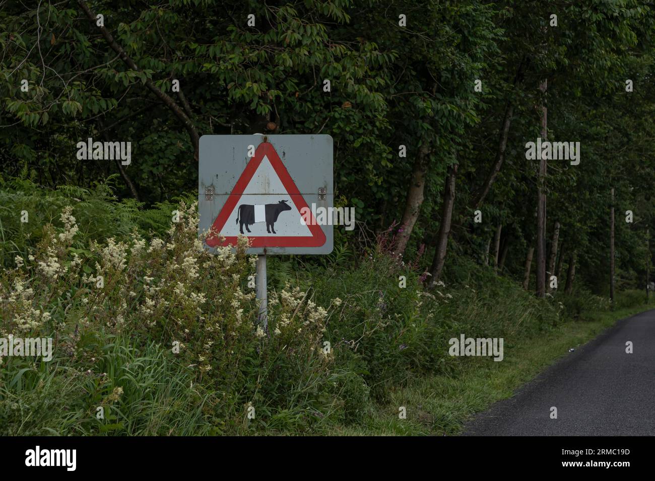 Quirky Scottish triangle road sign showing a traditional Beltie cow ...