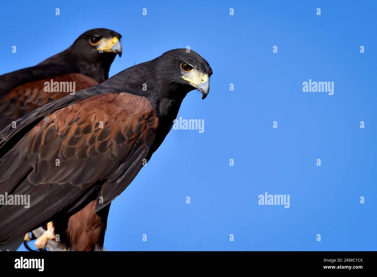 Harris hawks hi-res stock photography and images - Alamy