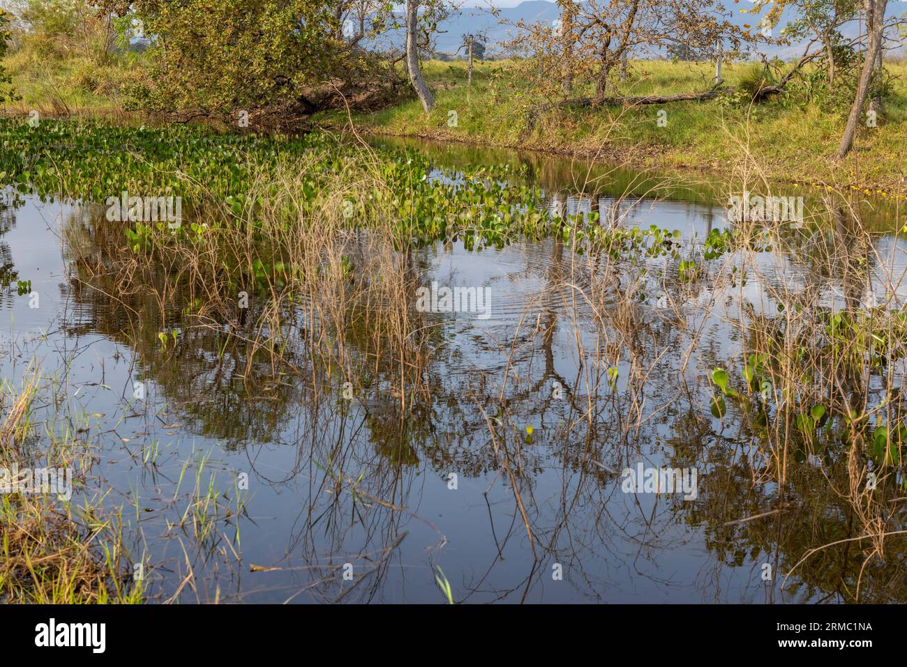 Small lake with water plants and beautifully surrounded by trees in the ...
