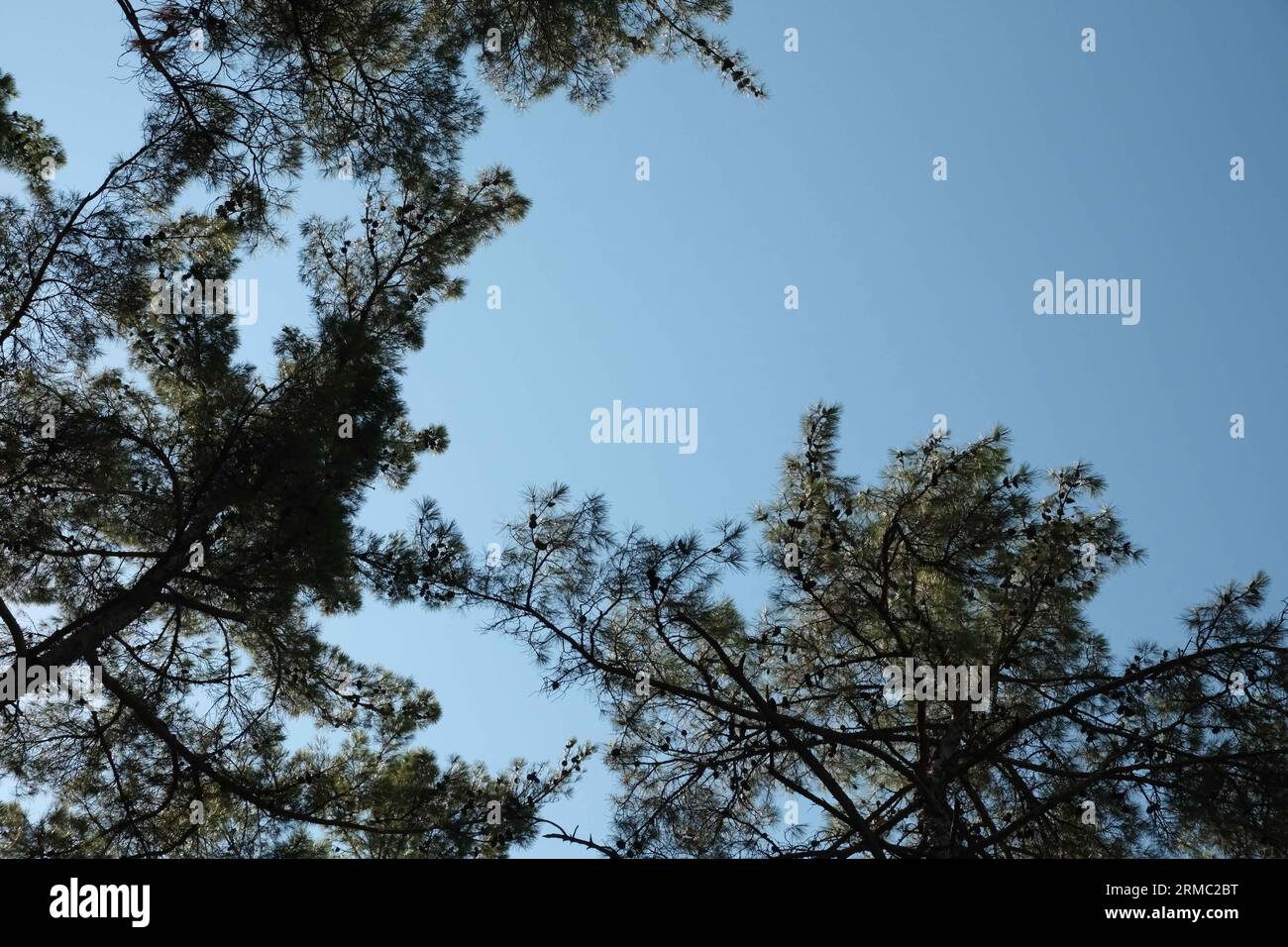 Canopy Of Tall Pine Trees. Upper Branches Of Woods In Coniferous Forest. Summer Pinewood, Bottom ...