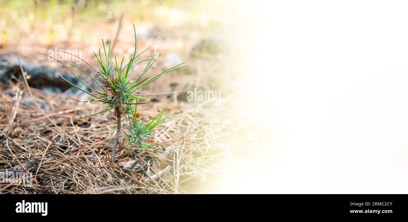 Afforestation and regrow forests. New growth of a small pine sapling ...