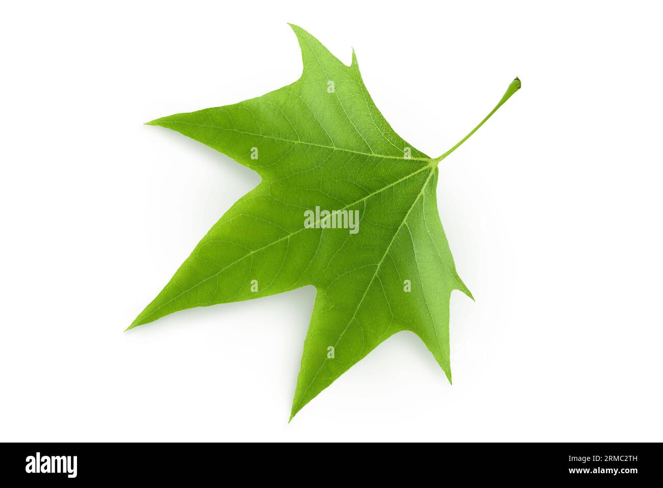 Platanus tree, sycamore leave isolated on white background. Top view ...
