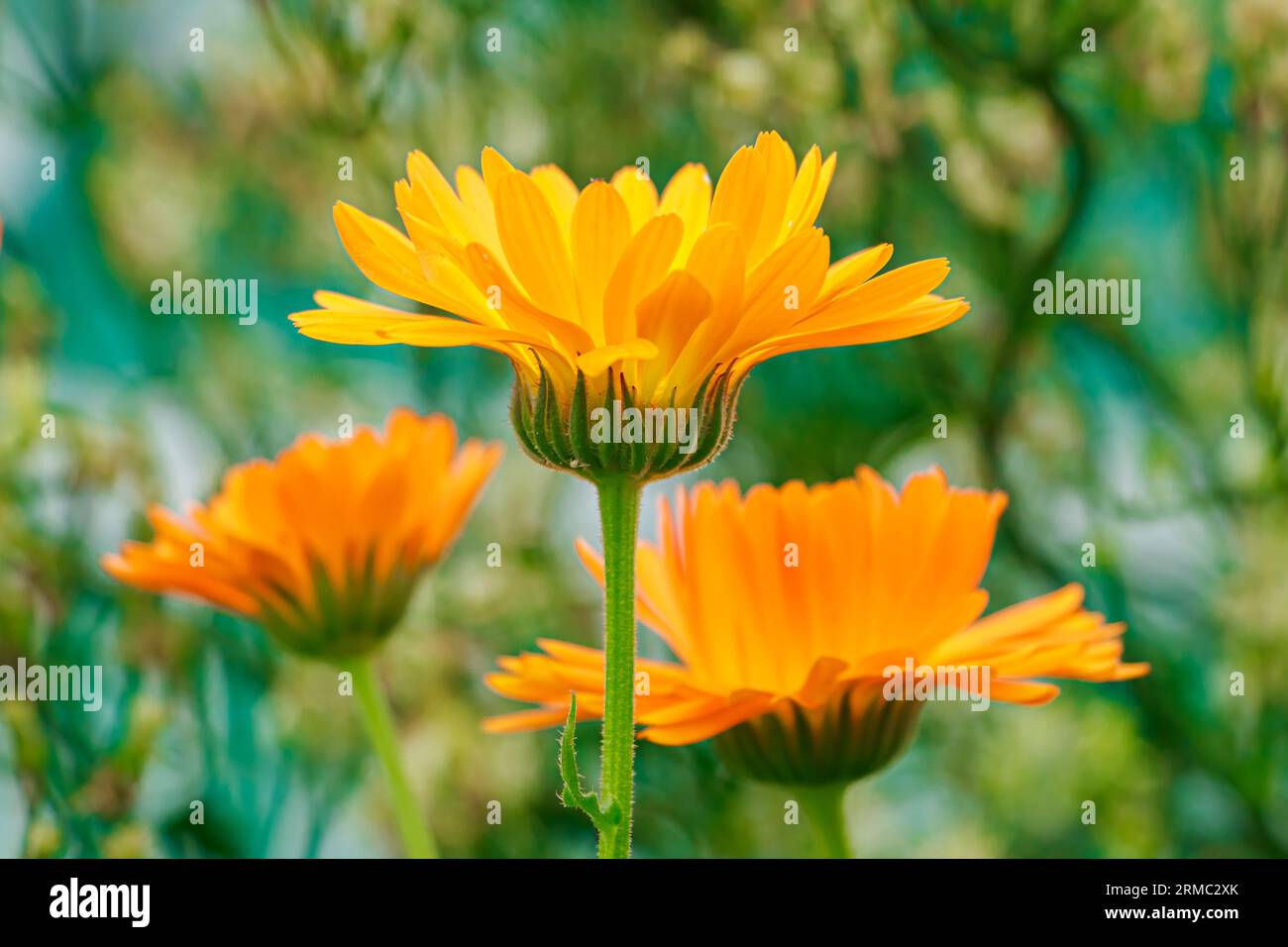Medicinal yellow calendula flowers. Growing medicinal plants in home ...