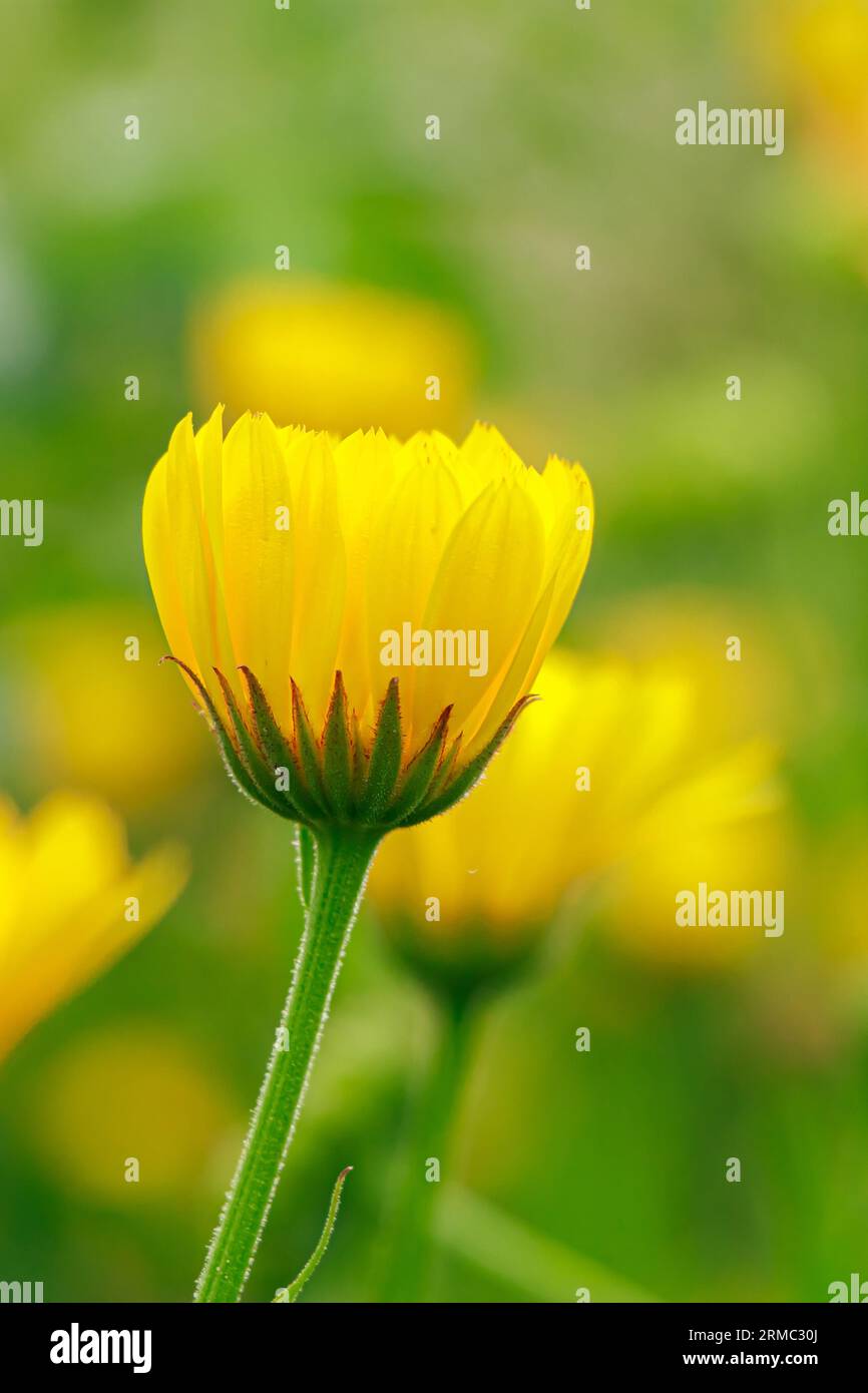 Yellow calendula flower close up. Growing medicinal plants in home ...