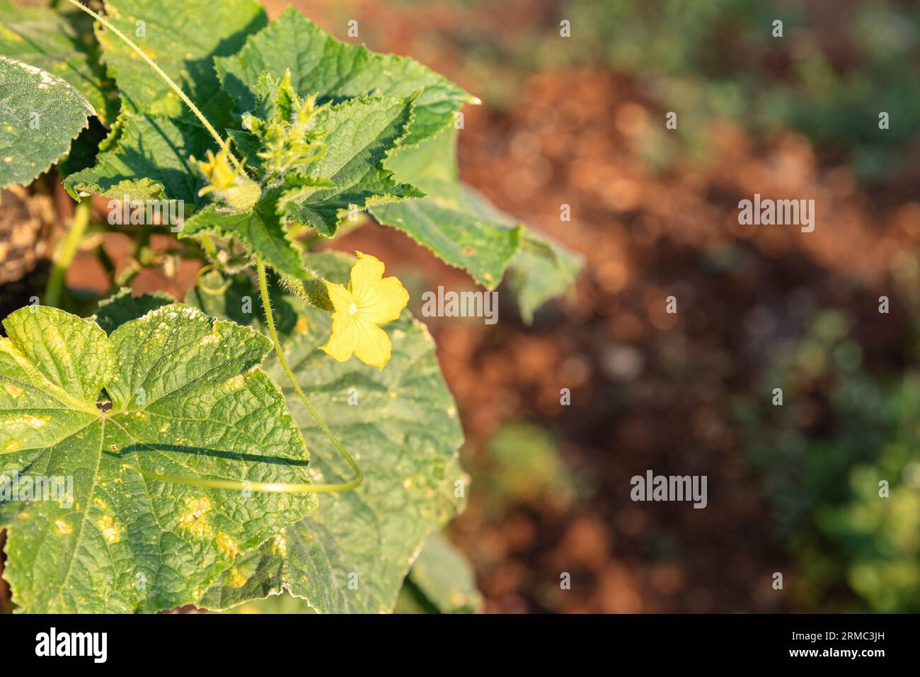 Cucumber harvest. Cucumbers grow on the farm. Leaves, flowers and ...