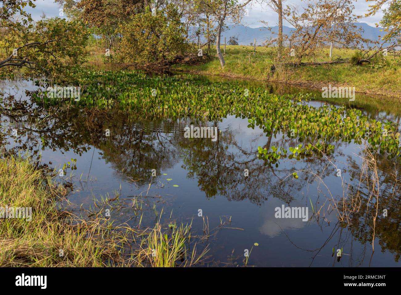 Small lake with water plants and beautifully surrounded by trees in the ...