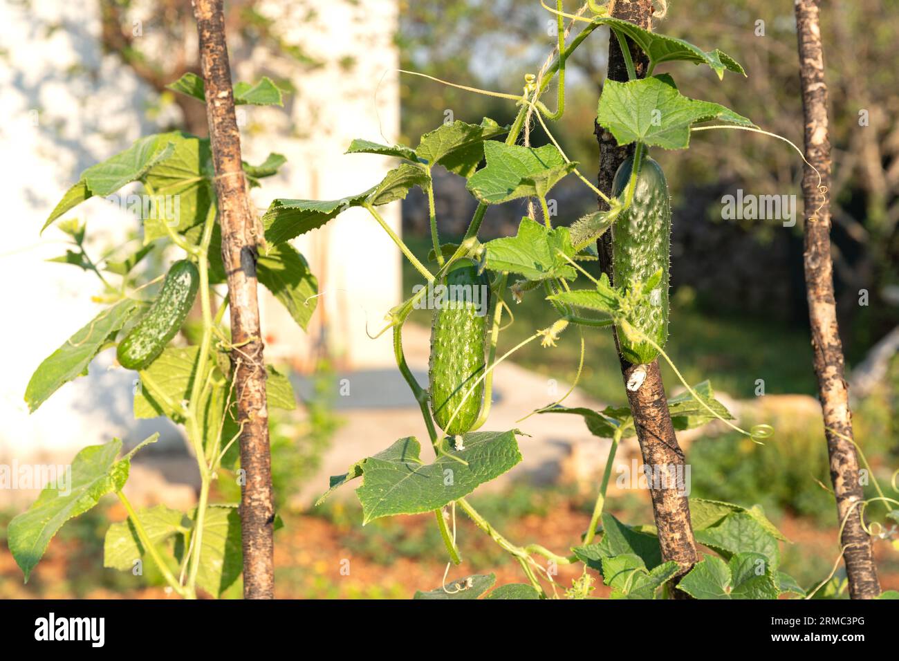 Cucumber harvest. Cucumbers grow on the farm. Leaves, flowers and ...