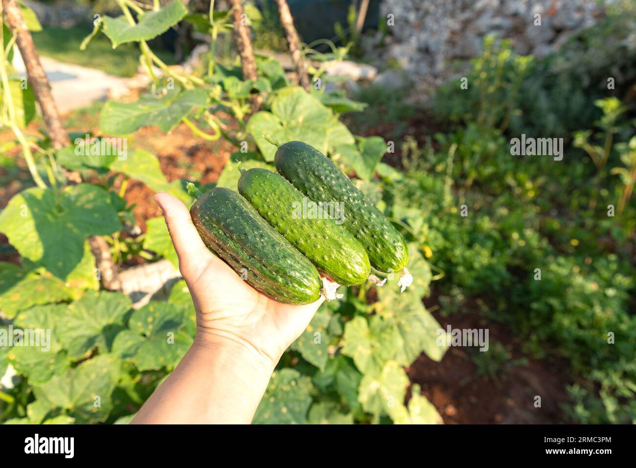 Cucumber Harvest Cucumbers Grow On The Farm Leaves Flowers And