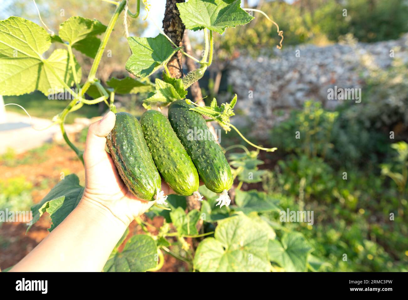 Cucumber harvest. Cucumbers grow on the farm. Leaves, flowers and ...