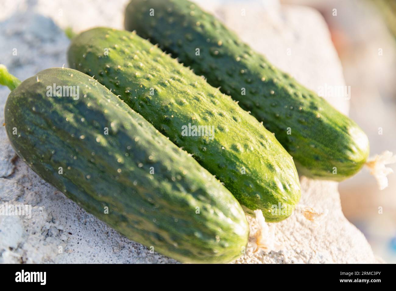 Cucumber harvest. Cucumbers grow on the farm. Leaves, flowers and ...