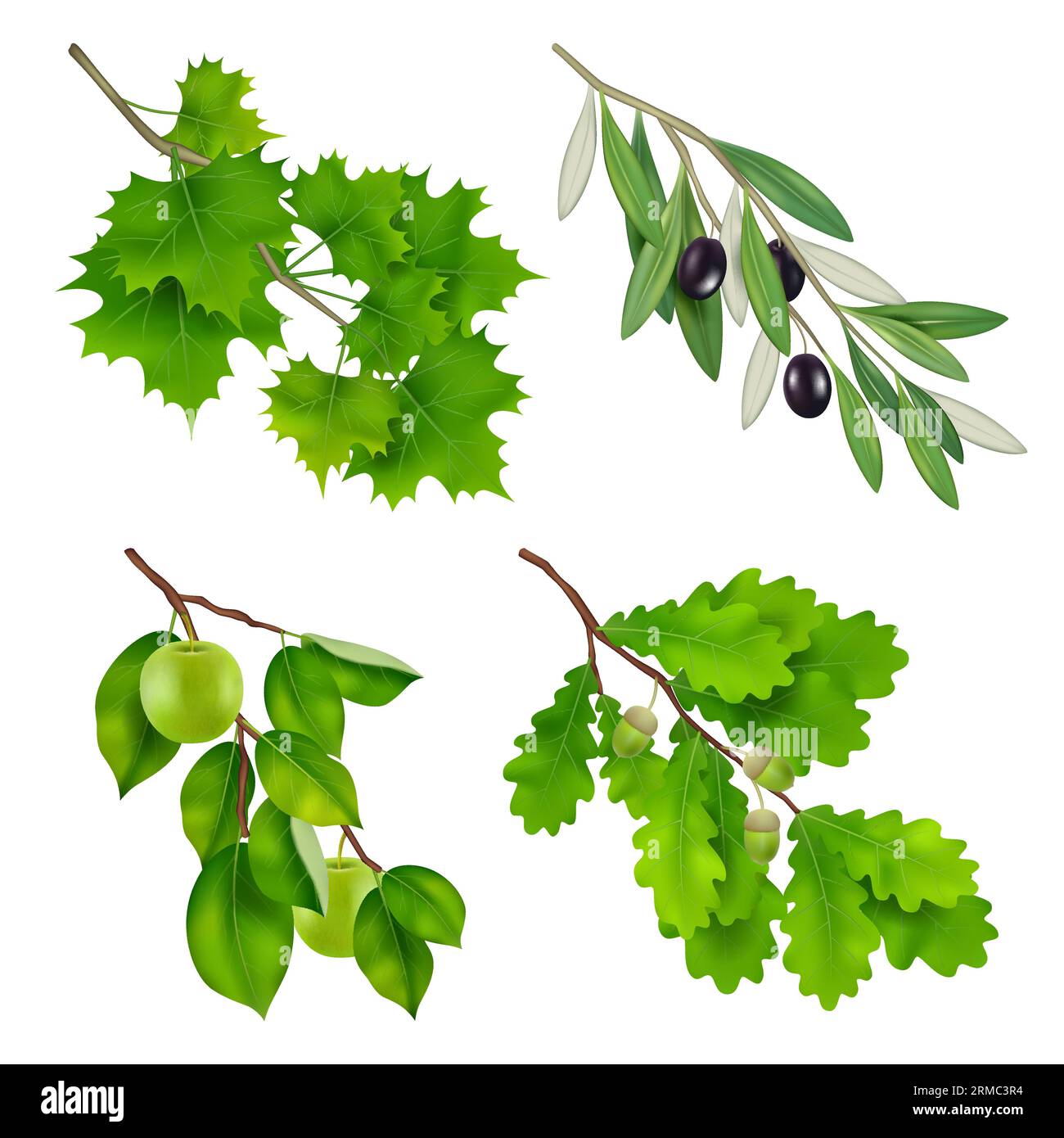Green branches. Realistic plants branches with leaves decent vector ...
