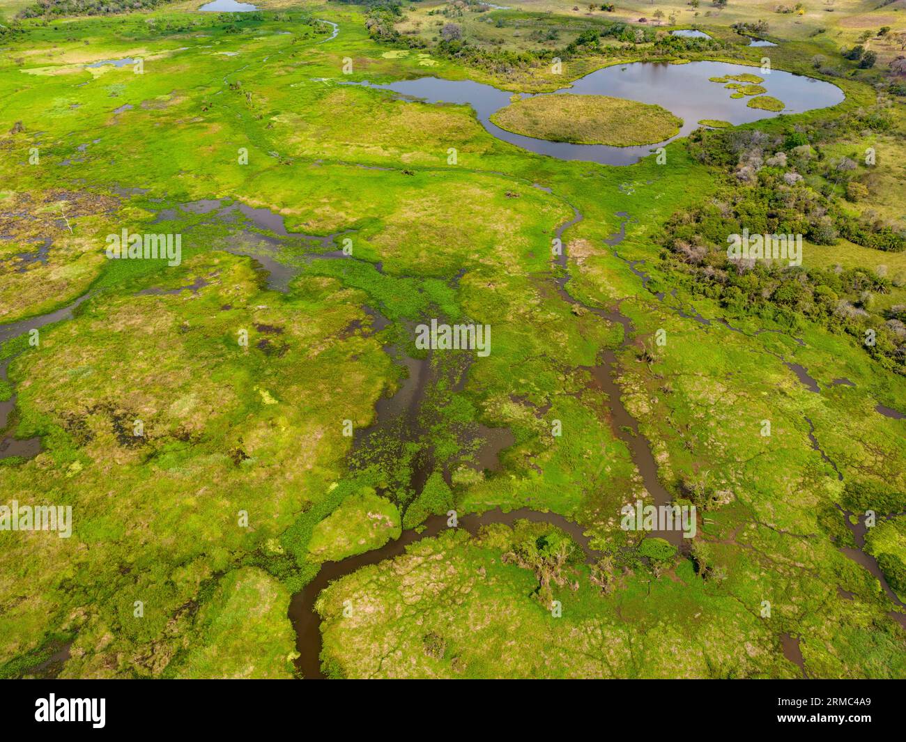 Close-up drone shot of the bright green flooded grasslands of the ...