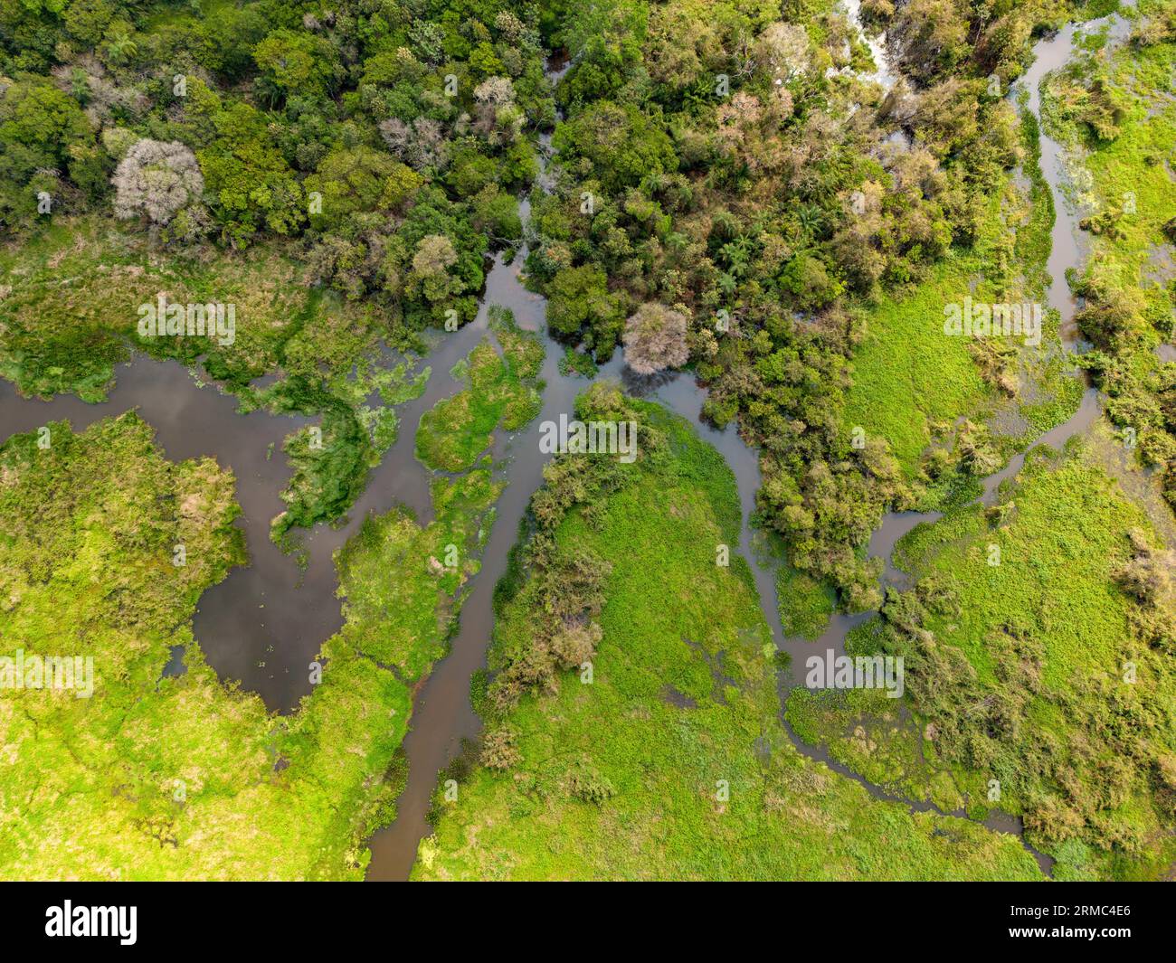 Close-up drone shot of the bright green flooded grasslands of the ...