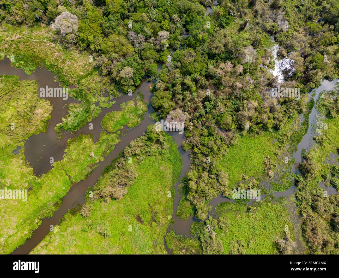 Close-up drone shot of the bright green flooded grasslands of the ...