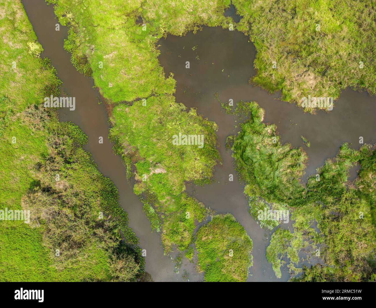 Close-up drone shot of the bright green flooded grasslands of the ...