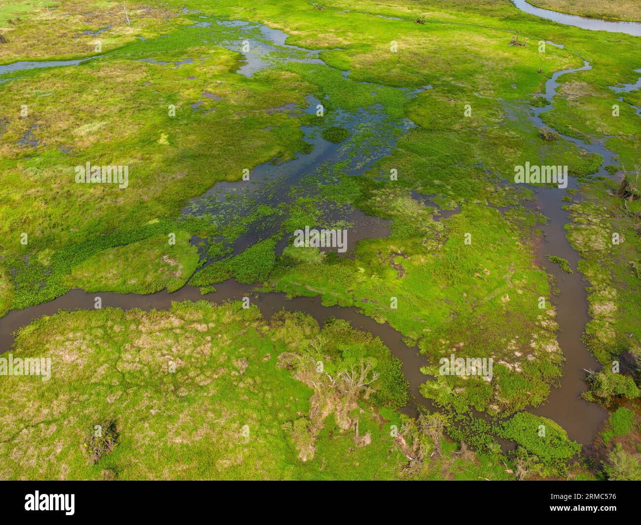 Close-up drone shot of the bright green flooded grasslands of the ...