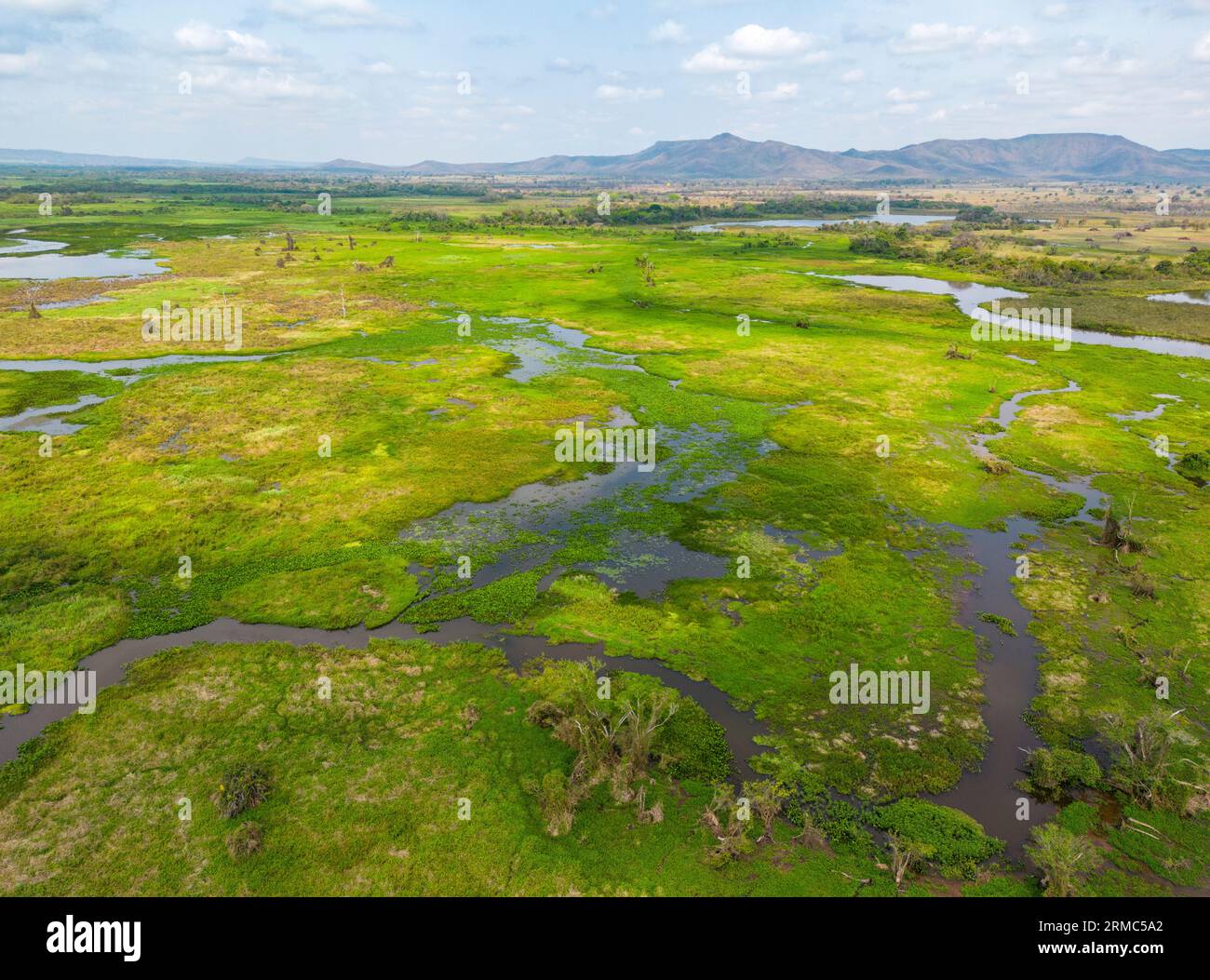 Drone shot of the bright green flooded grasslands of the Pantanal in ...
