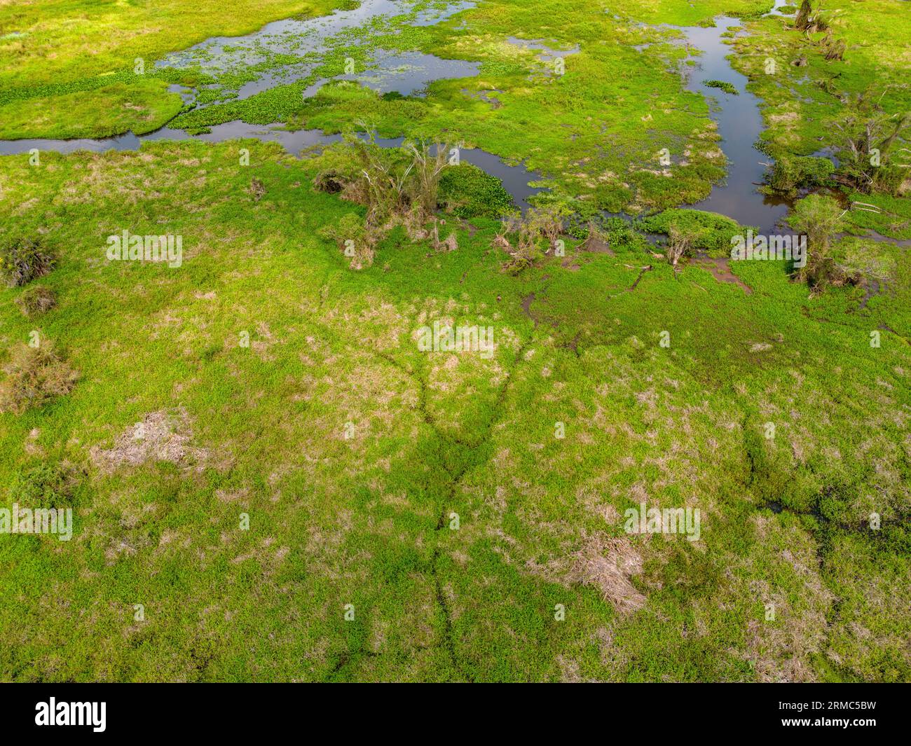 Close-up drone shot of the bright green flooded grasslands of the ...