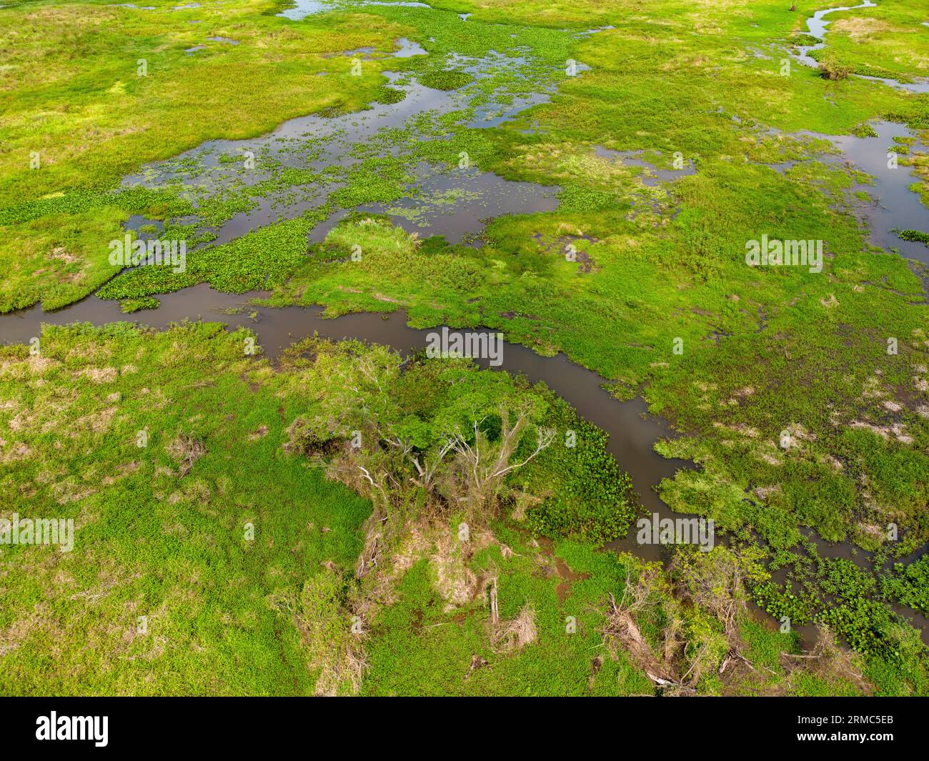 Close-up drone shot of the bright green flooded grasslands of the ...