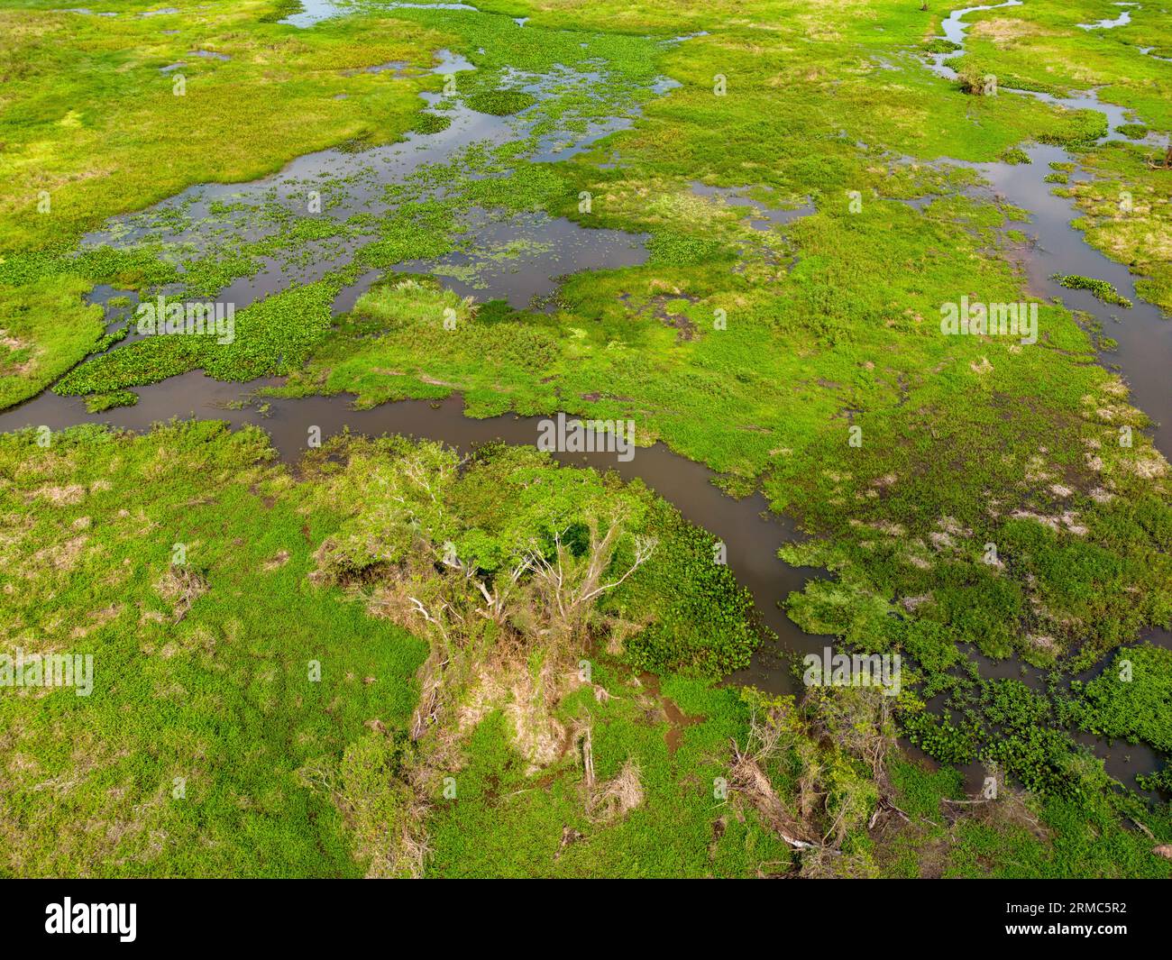 Close-up drone shot of the bright green flooded grasslands of the ...