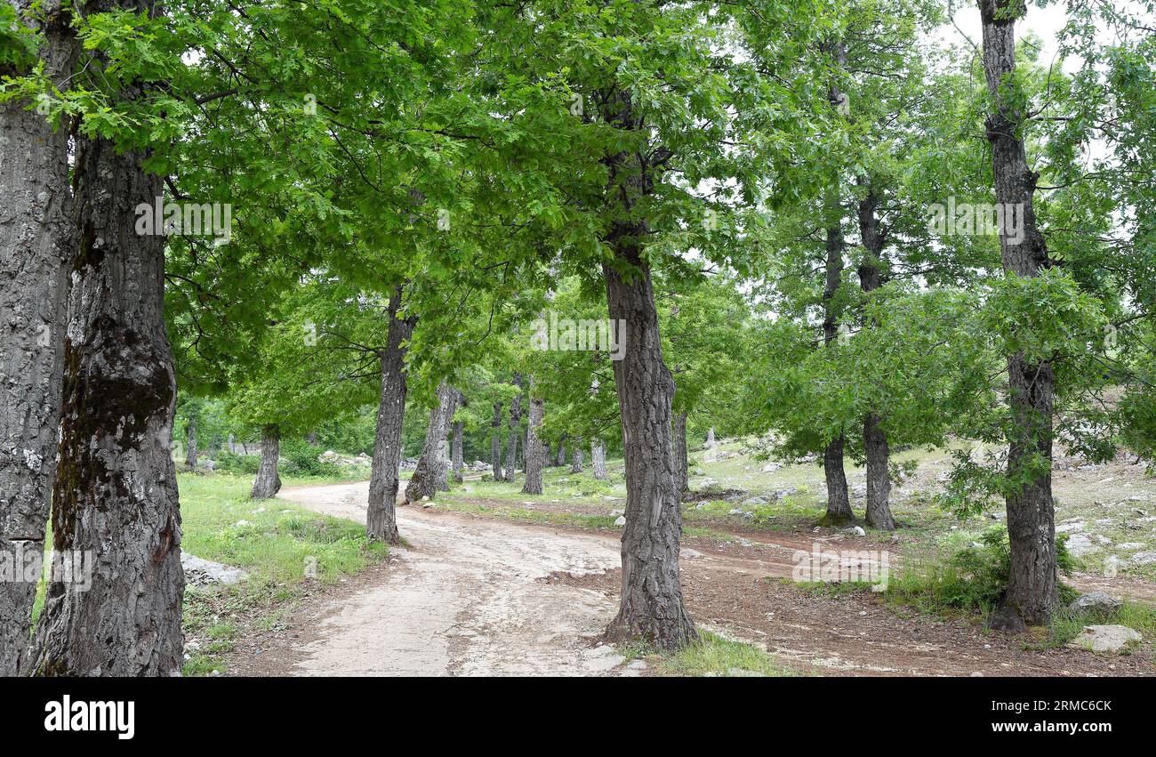 Al Ozor forest, Akkar - Lebanon : A rare forest of Oak trees in the ...