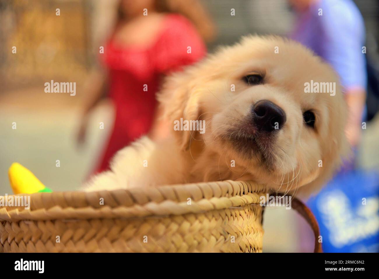 View of a golden retriever puppy breed. The golden retriever is a breed ...