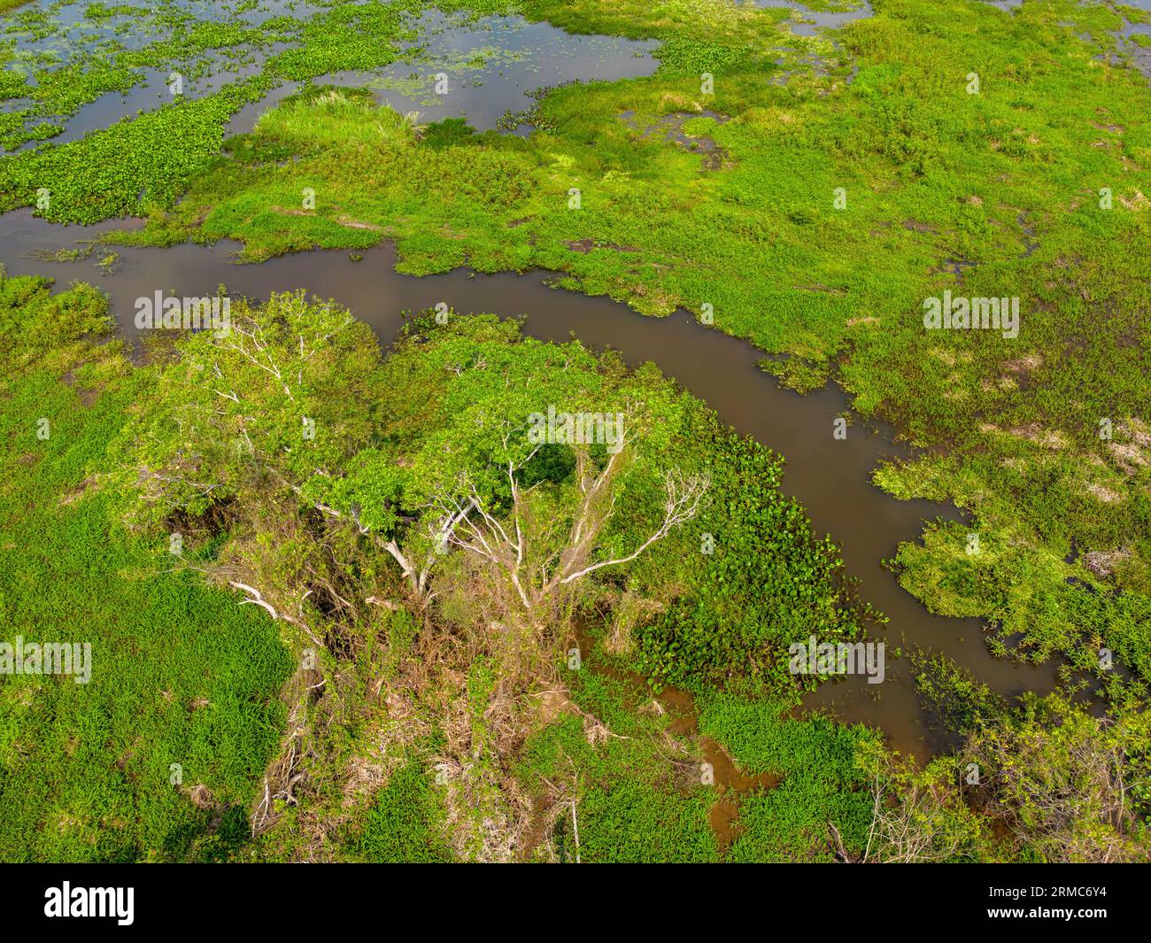 Close-up drone shot of the bright green flooded grasslands of the ...