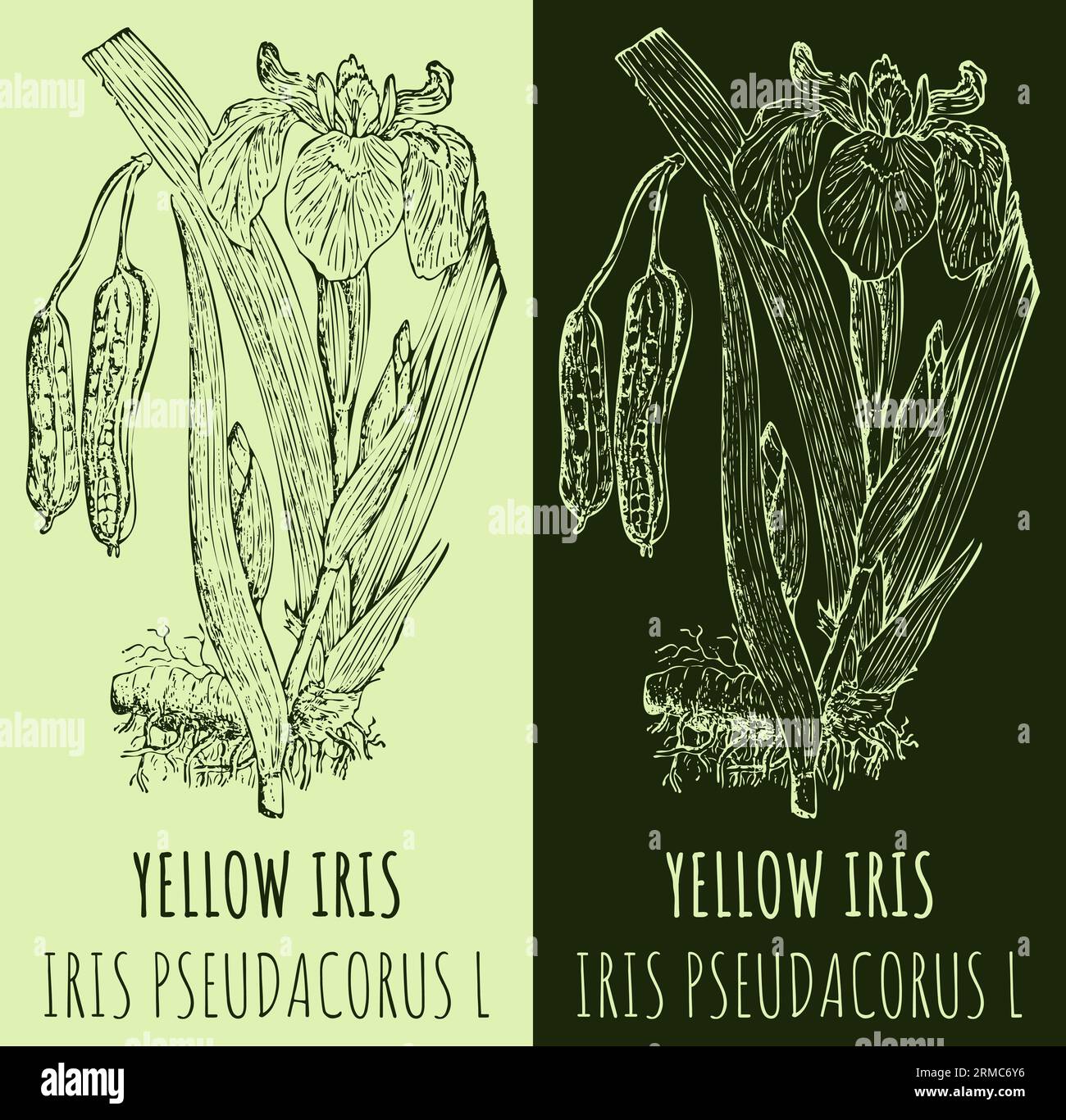 Vector drawing YELLOW IRIS. Hand drawn illustration. The Latin name is ...