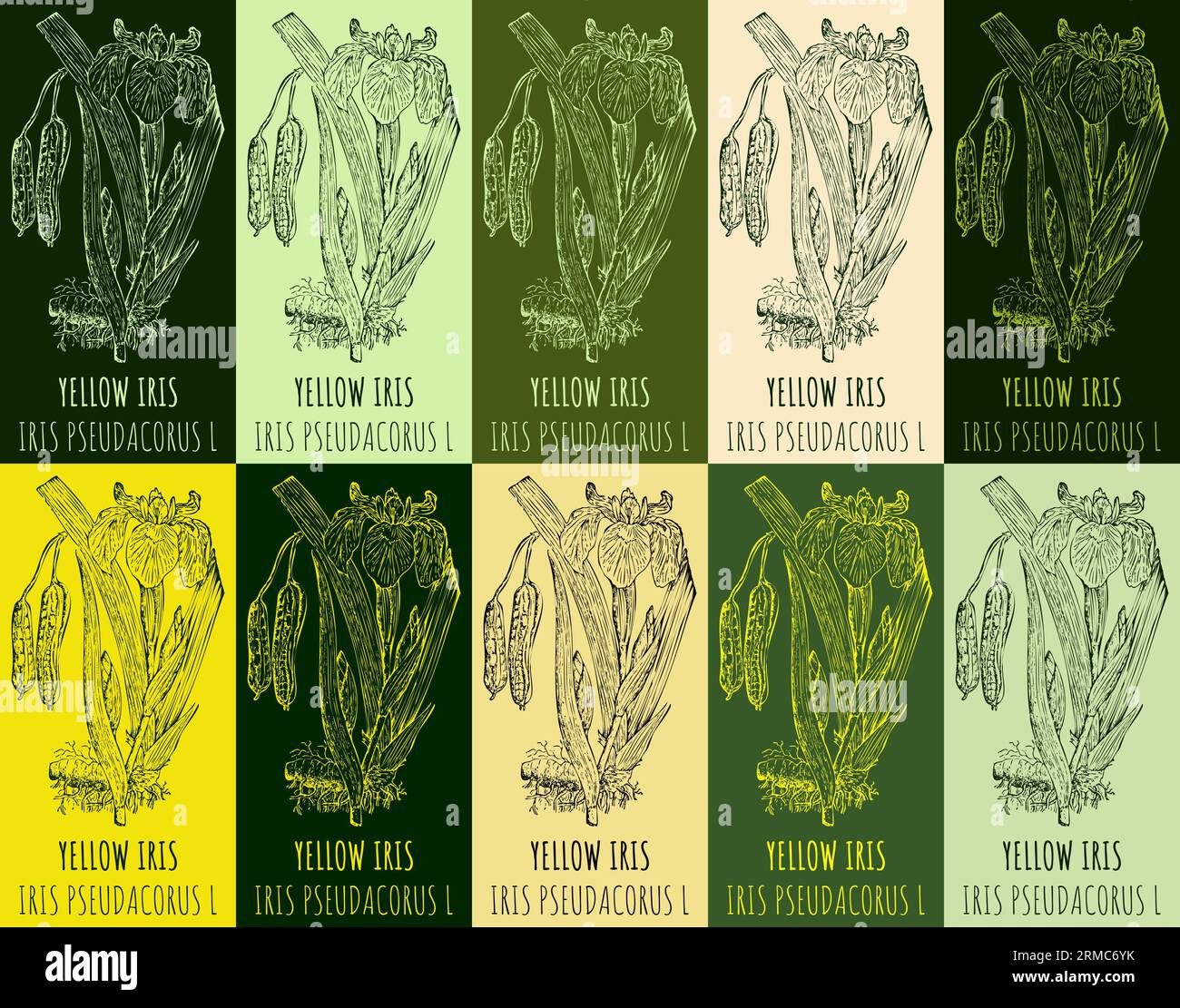 Set of vector drawing YELLOW IRIS in various colors. Hand drawn ...