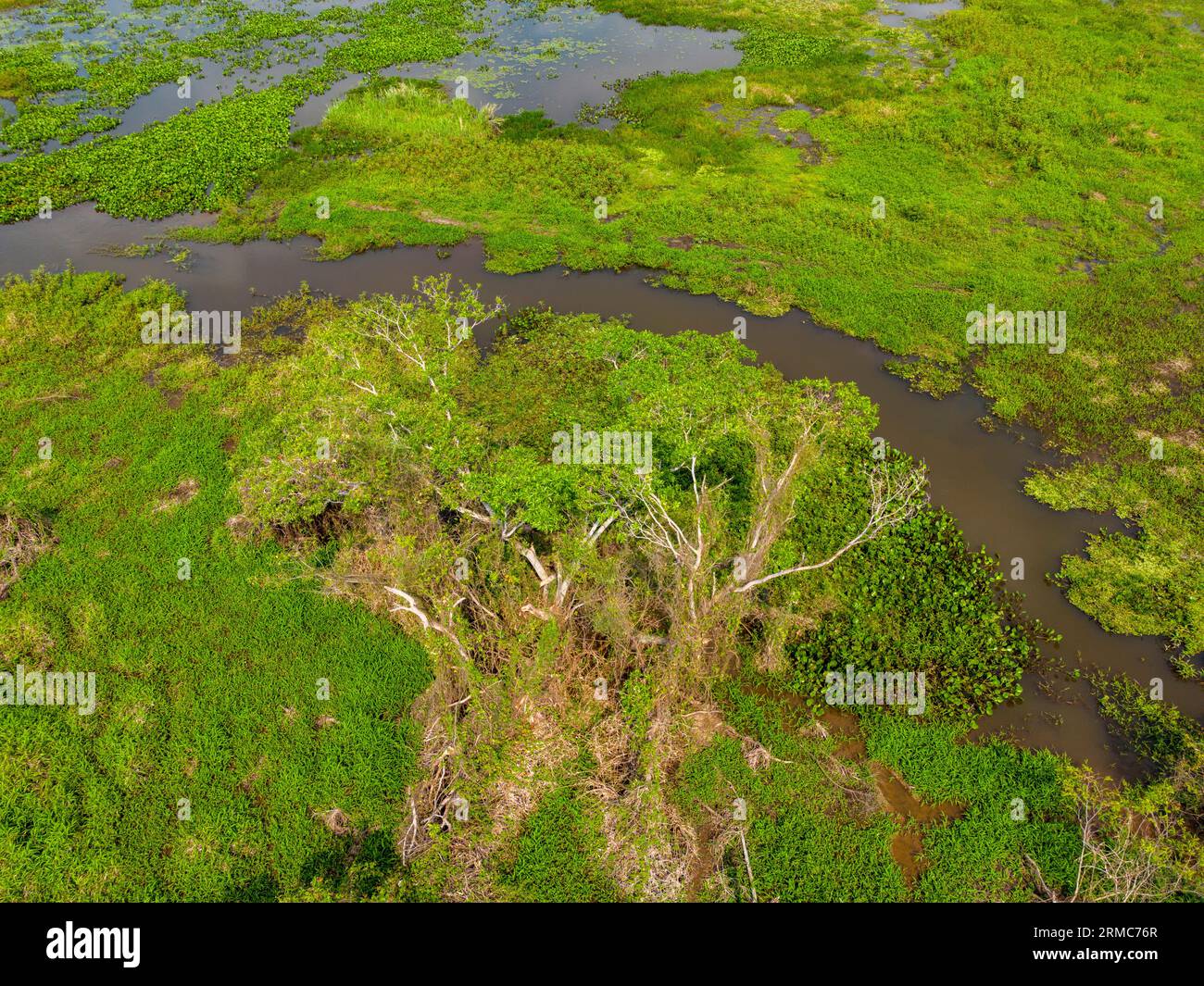 Close-up drone shot of the bright green flooded grasslands of the ...