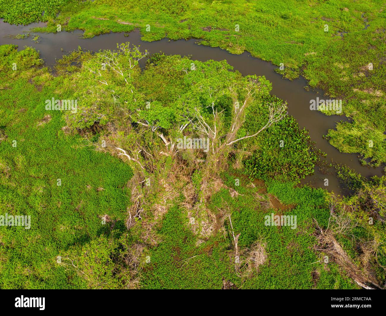 Close-up drone shot of the bright green flooded grasslands of the ...