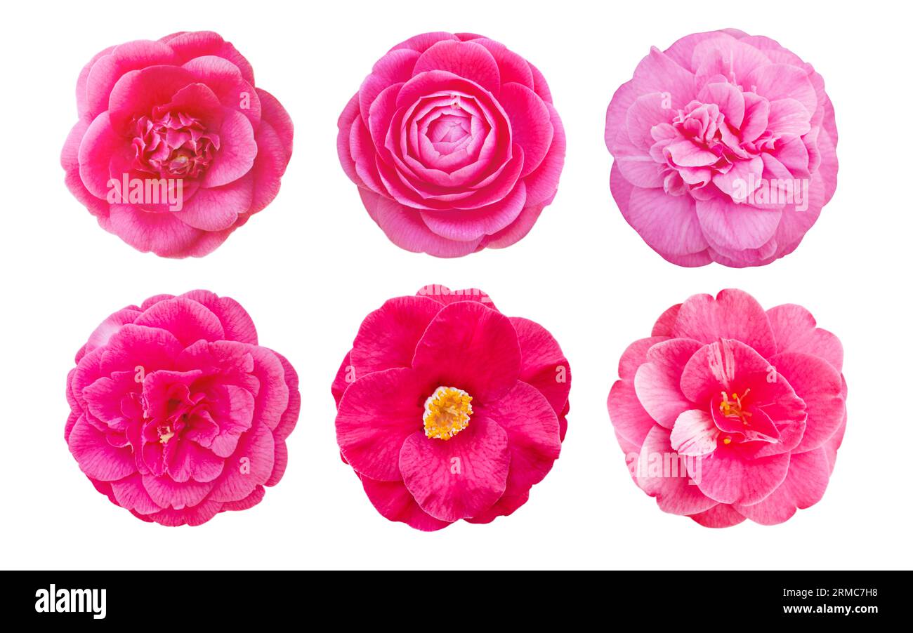 Pink camellia flowers set isolated on white. Camellia japonica Stock ...