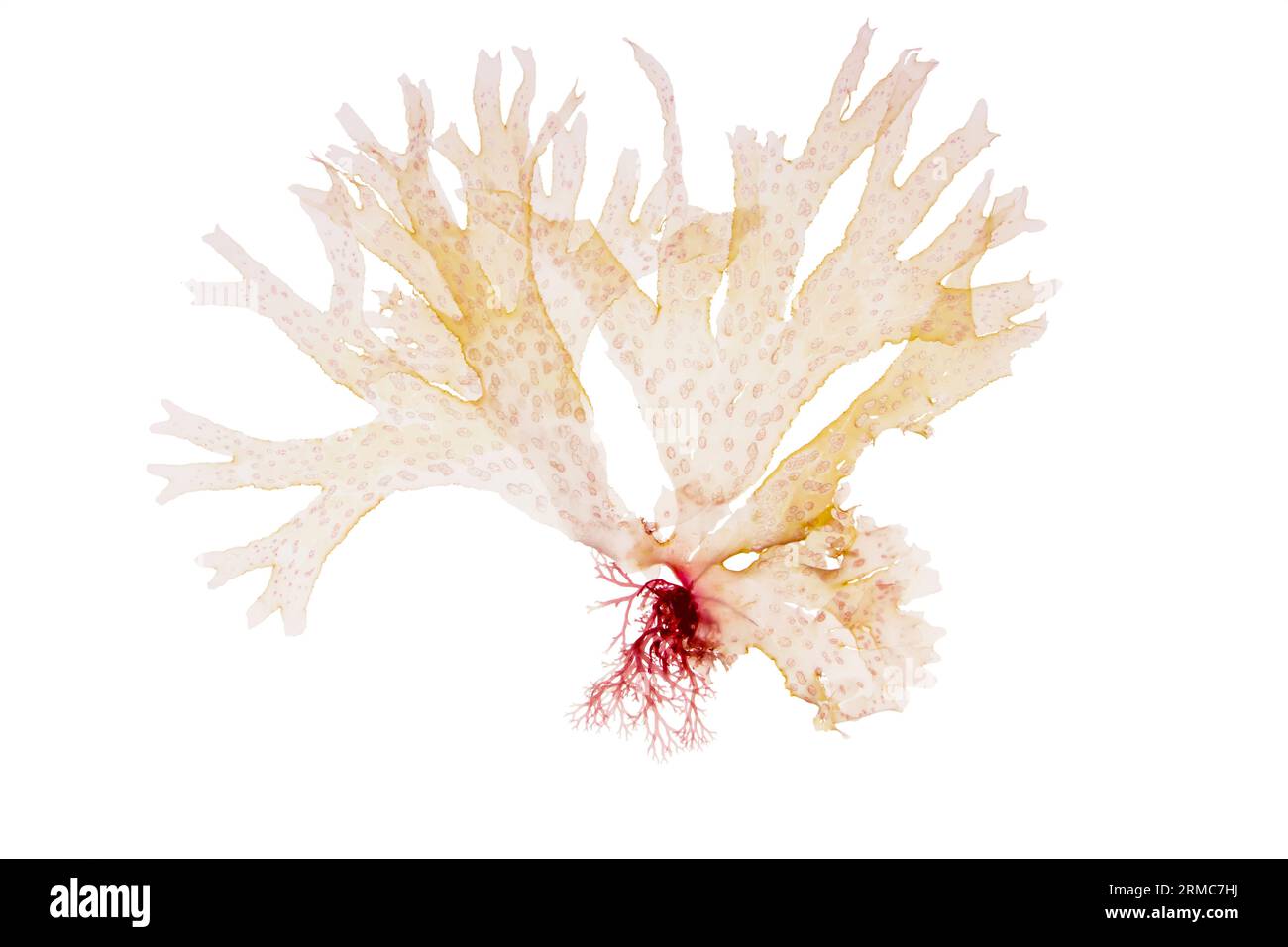 Nitophyllum punctatum seaweed isolated on white. Spotted scarf weed ...