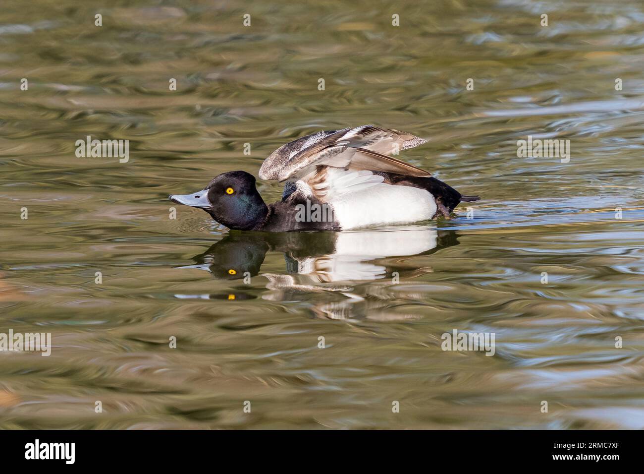 A Lesser Scaup duck stretching in a lake during the height of its ...