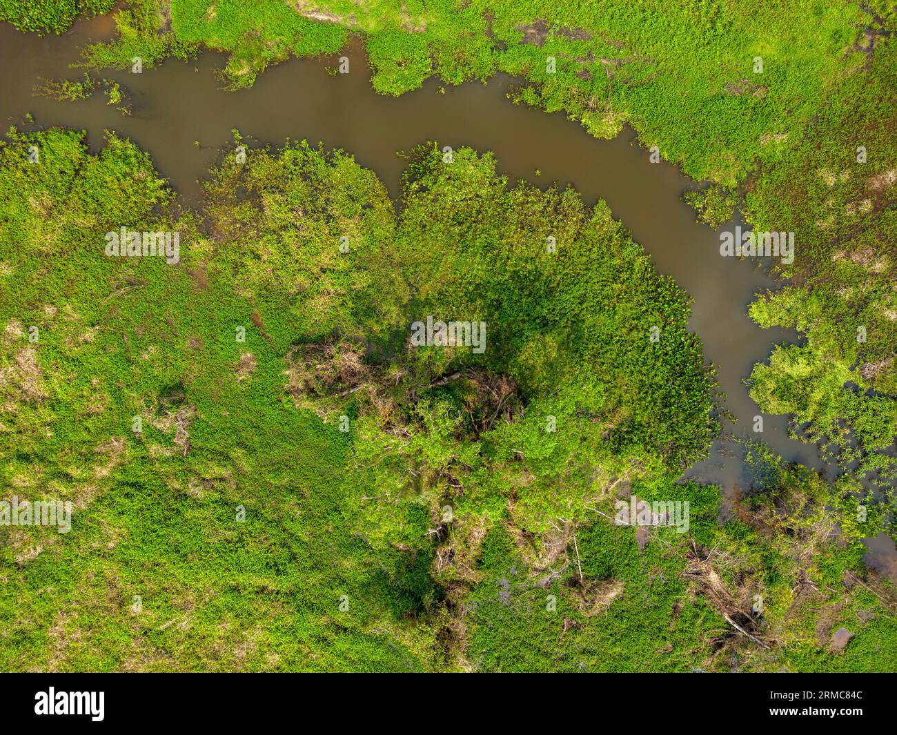 Close-up drone shot of the bright green flooded grasslands of the ...