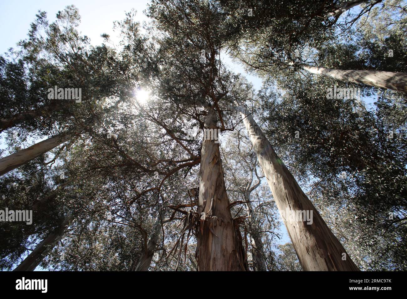 Eucalyptus trees tree sky hi-res stock photography and images - Alamy