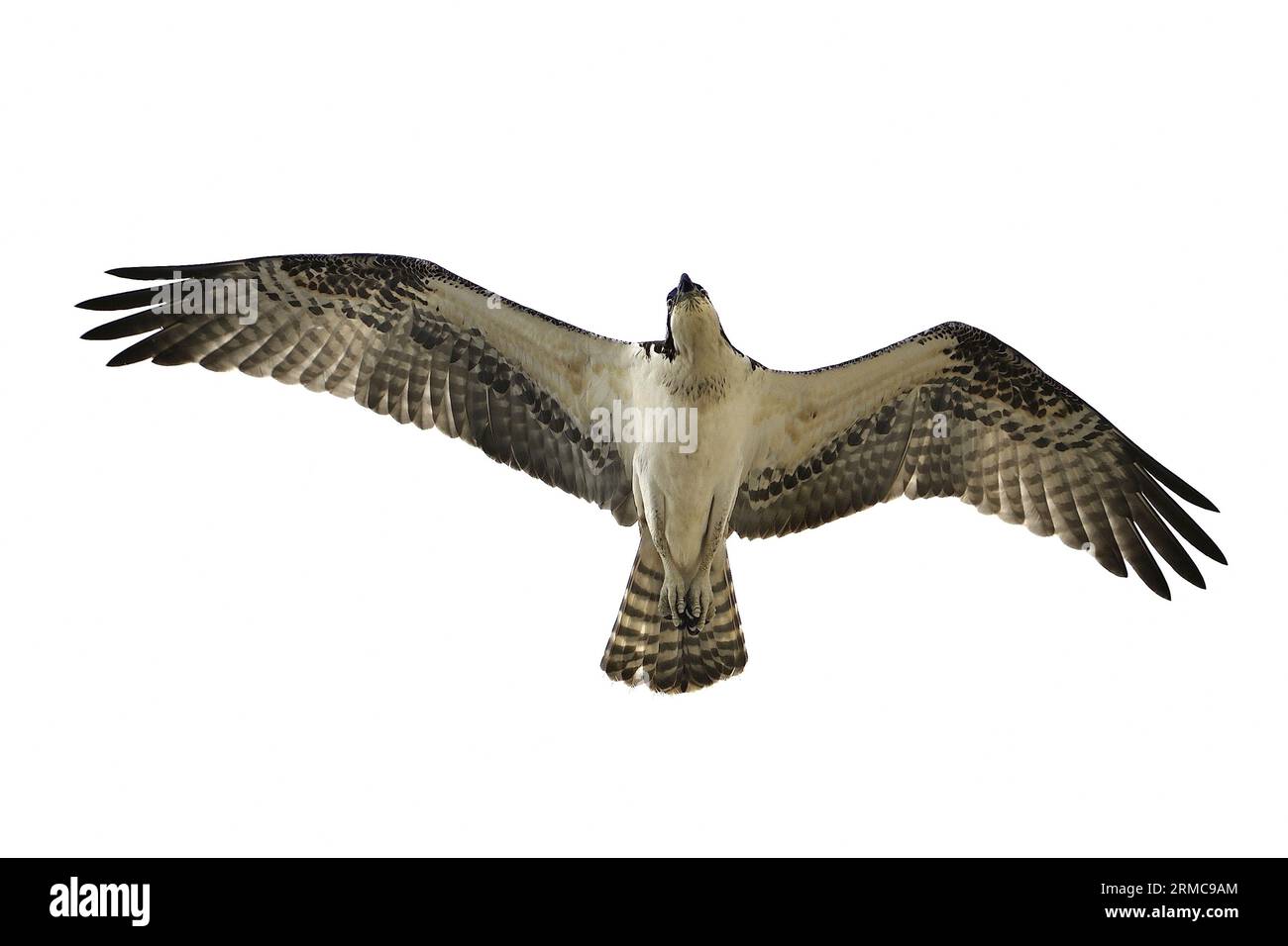 Pacific Grove, Pacific Grove, USA. 27th Aug, 2023. Osprey's scientific ...
