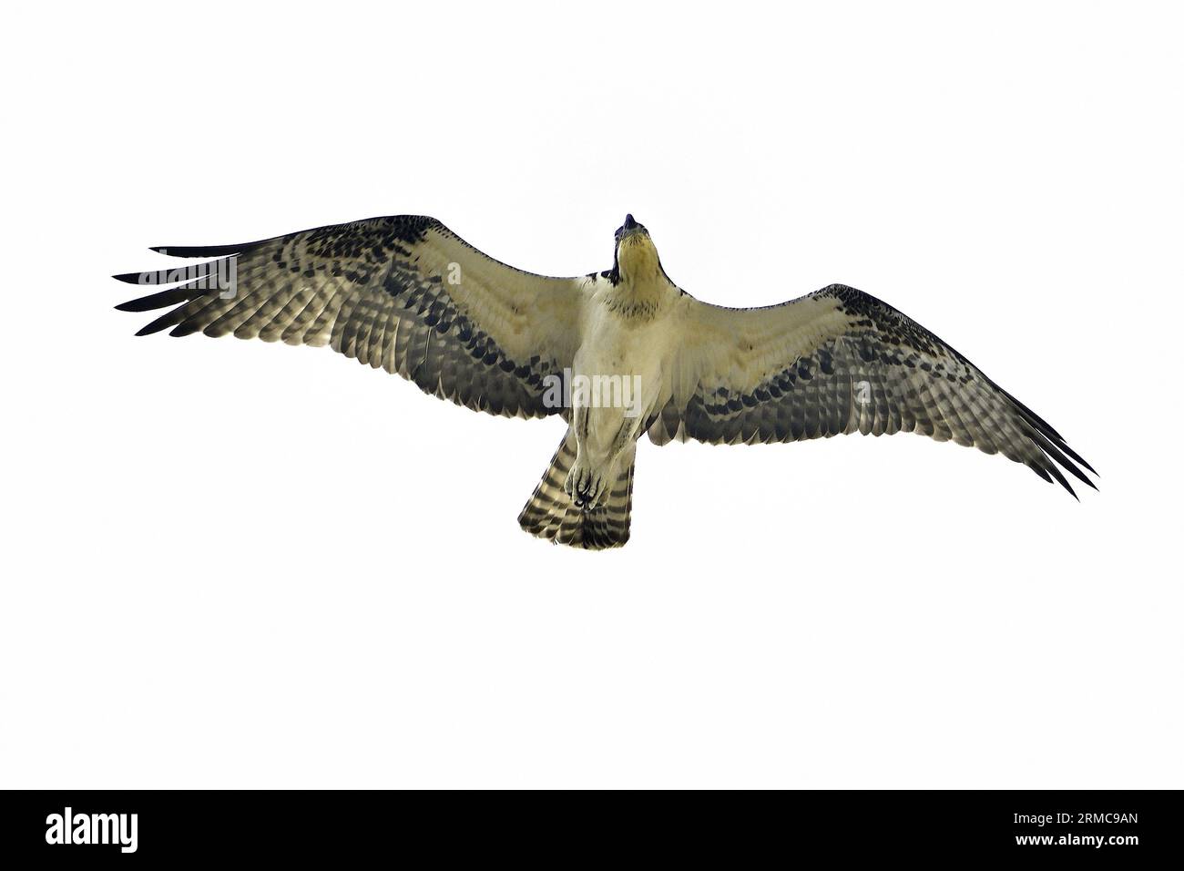 Pacific Grove, Pacific Grove, USA. 27th Aug, 2023. Osprey's scientific ...