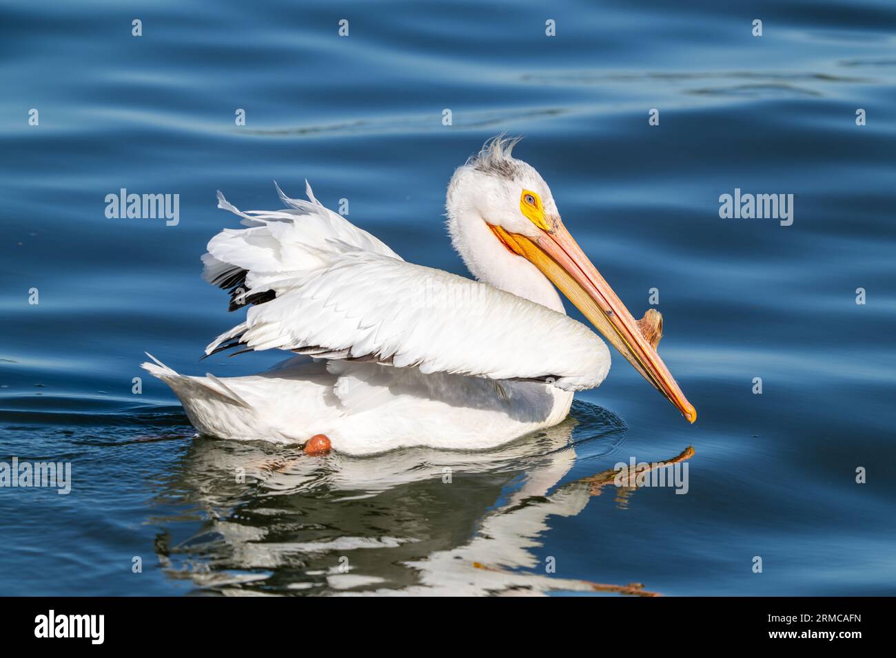 A pretty American White Pelican with light blue eyes floating in ...