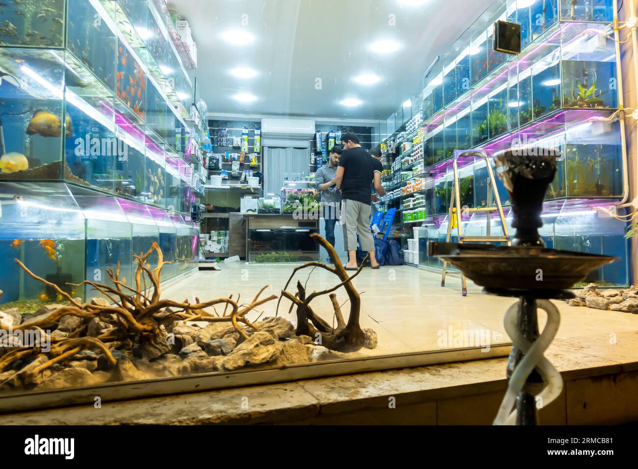 Pet store window hi-res stock photography and images - Alamy