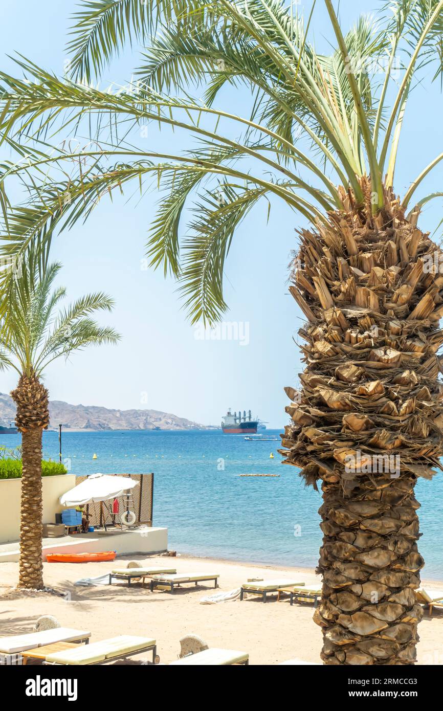 Palm tree scenic view hi-res stock photography and images - Alamy